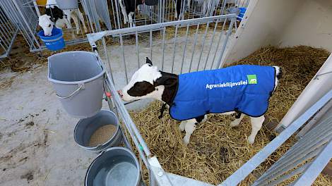 AgruniekRijnvallei › Kalveropfok legt basis voor melkproductie ...