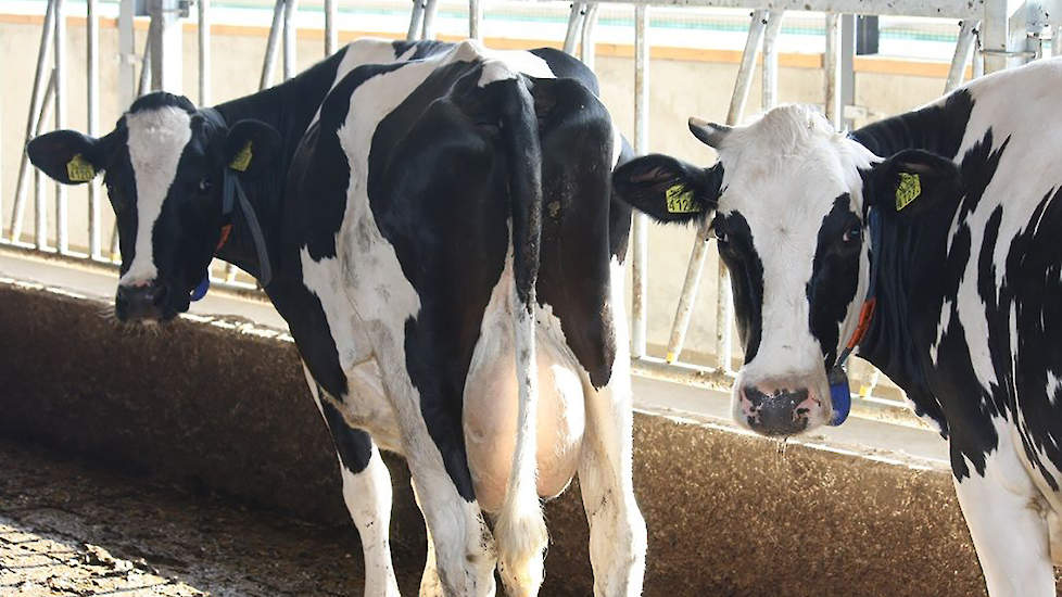 Topro Animal Health › Ketose; grote kostenpost! | Melkvee.nl - Nieuws ... Topro Animal Health › Ketose; grote kostenpost! | Melkvee.nl - Nieuws ...
