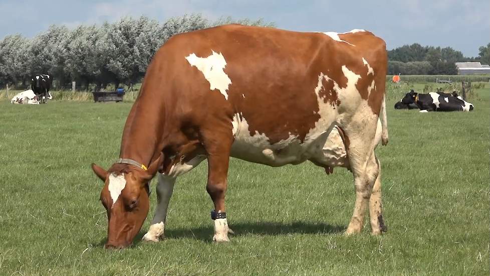 Levensduur › Video: Fokken duurzame veestapel: de complete koe ...