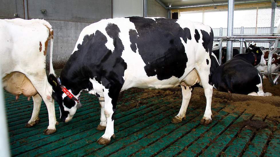 Veiligheidsonderzoek emissiearme vloeren begin 2020 gereed | Melkvee.nl ...