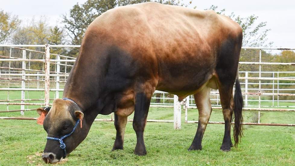 ‘Jersey-ras vertienvoudigt in omvang in Nederland’ | Melkvee.nl ...