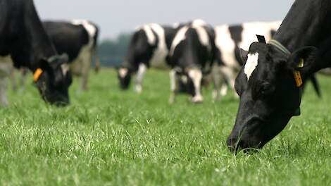 Limagrain › Wat vinden koeien het lekkerste gras? | Melkvee.nl - Nieuws ...