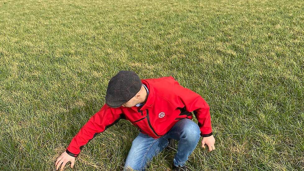 Limagrain › Checklist: grasherstel in het vroege voorjaar | Melkvee.nl ...