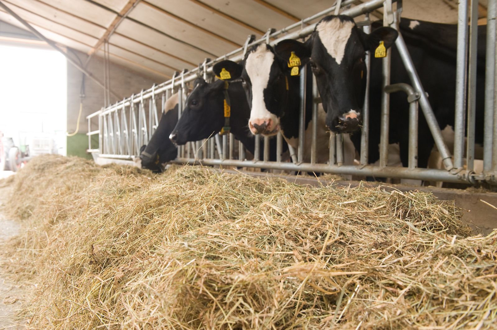 Ruwvoerdag: Ruwvoerteelt en -benutting › Ruwvoerteelt en -benutting te ...