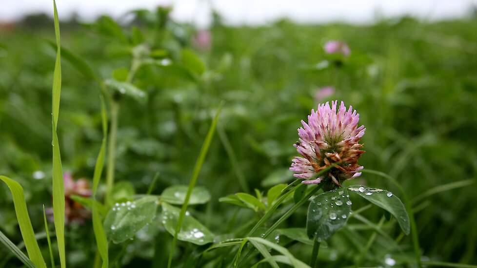 Klaver in grasland, waarom? | Melkvee.nl - Nieuws en kennis voor de ...