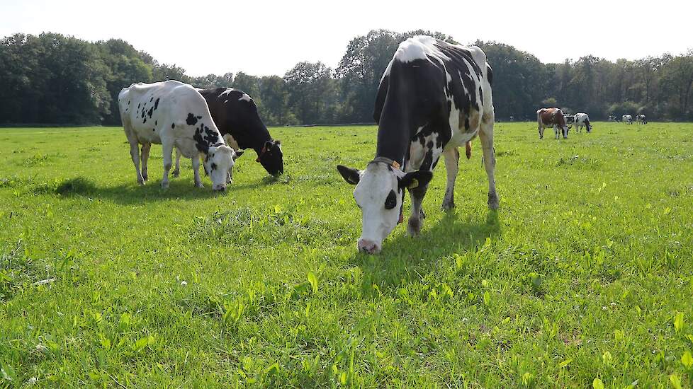 Kruidenmengsel met klaver doet niet onder voor 100 procent Engels raai ...