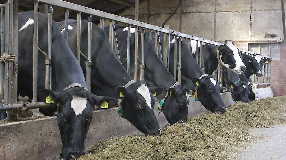 De kwaliteit van ruwvoer door de ogen van het dier | Melkvee.nl ...