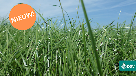 DSV Zaden › Engels raaigras Beau: topper in roestresistentie | Melkvee ...