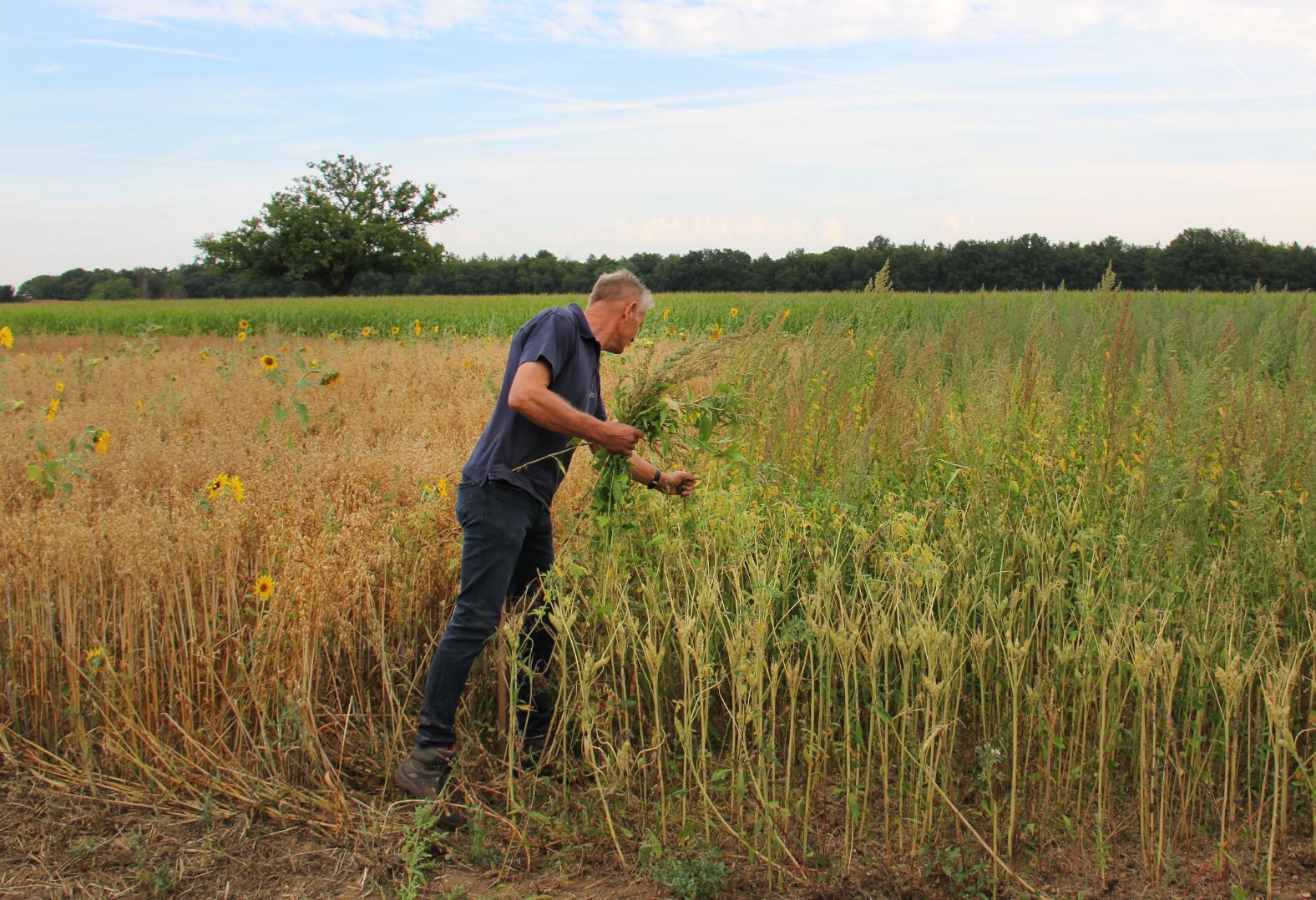 Fotoserie: Zelf eiwit telen | Melkvee.nl - Nieuws en kennis voor de ...