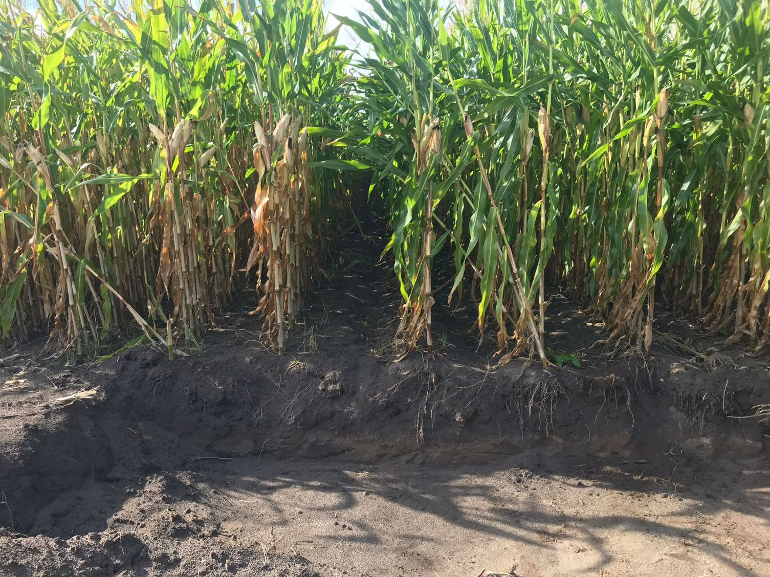 Topmaïs › Topmaisupdate: Geen verplichting, toch groenbemester inzaaien ...