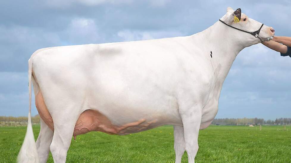 Veestapel van topmelker Dogger ging vlot van de hand | Melkvee.nl ...