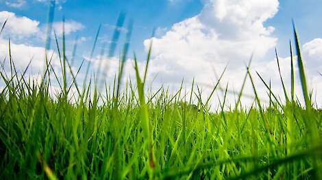 OCI › ‘Loop in het voorjaar een rondje door de wei’ | Melkvee.nl ...