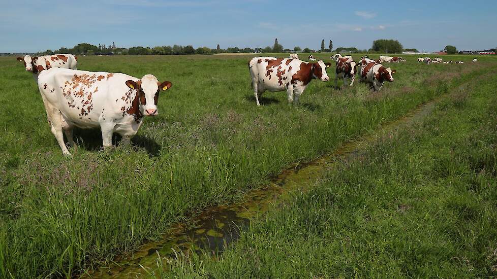 Koeien stoten minder stikstof, maar meer fosfaat uit | Melkvee.nl ...