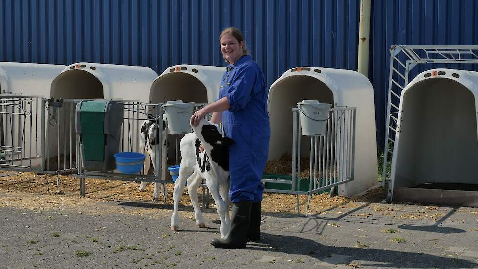 MSD Animal Health › “De longschade door het Bovien Corona Virus kan zo ...