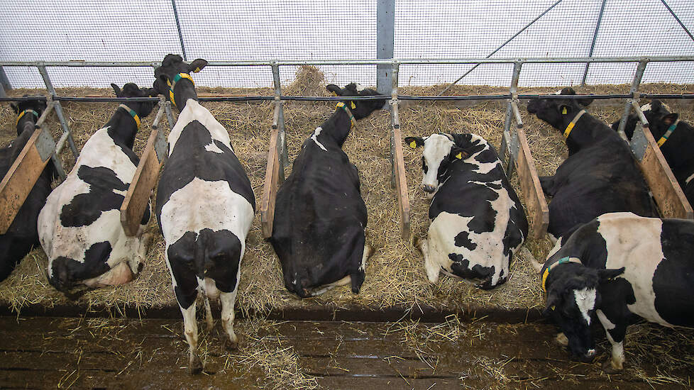 Van grupstal naar ligboxen met dikke laag stro | Melkvee.nl - Nieuws en ...