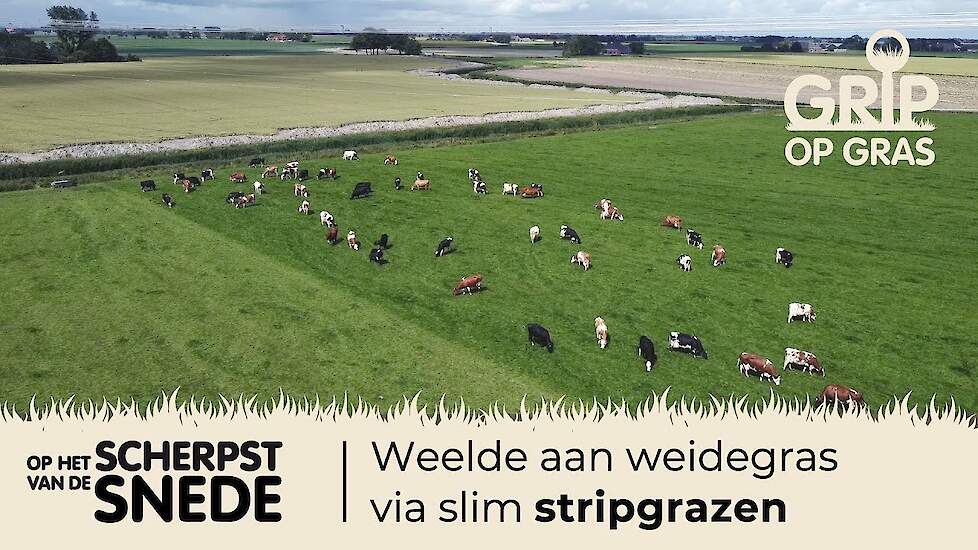 Stichting Weidegang › Video: Weelde aan weidegras via slim stripgrazen ...
