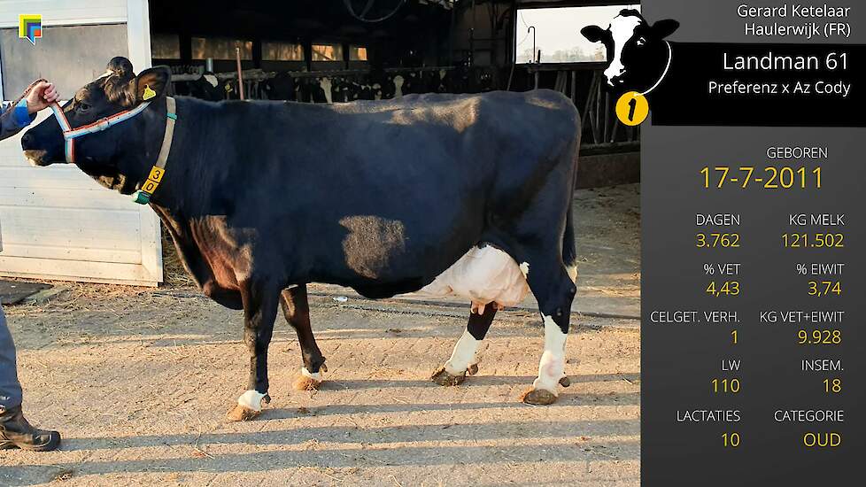 De Beste Boerenkoe › Video: Beste Boerenkoe Landman 61; als vaars heel ...