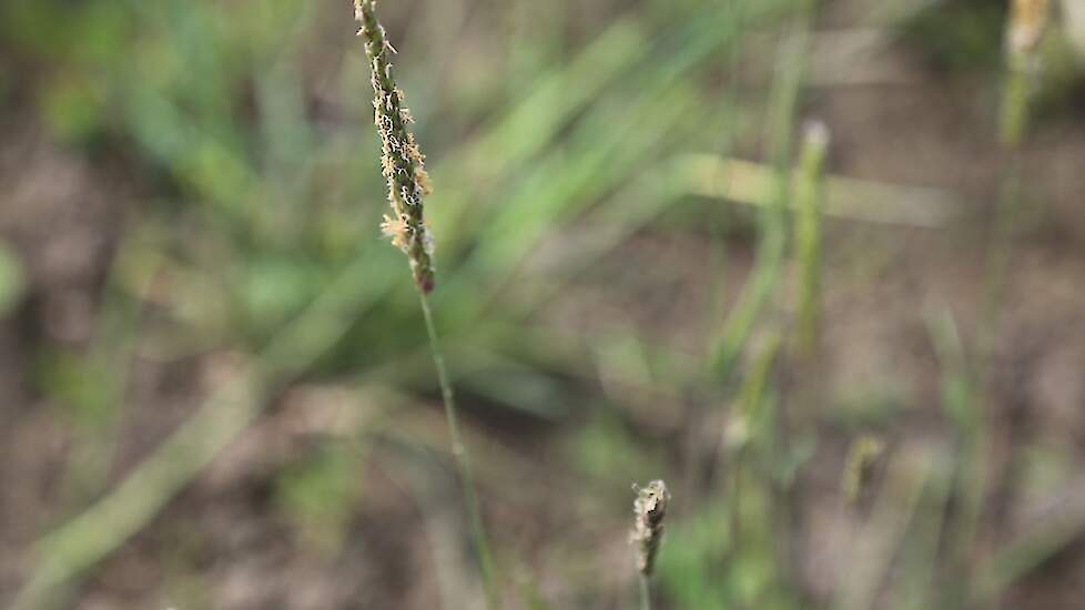 Nieuwe herbicide tegen resistente grasonkruiden | Melkvee.nl - Nieuws ...