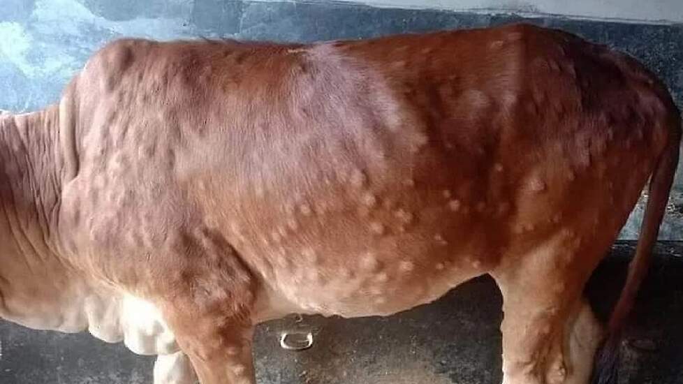 Update: al 24 Franse bedrijven besmet met Lumpy Skin Disease | Melkvee ...