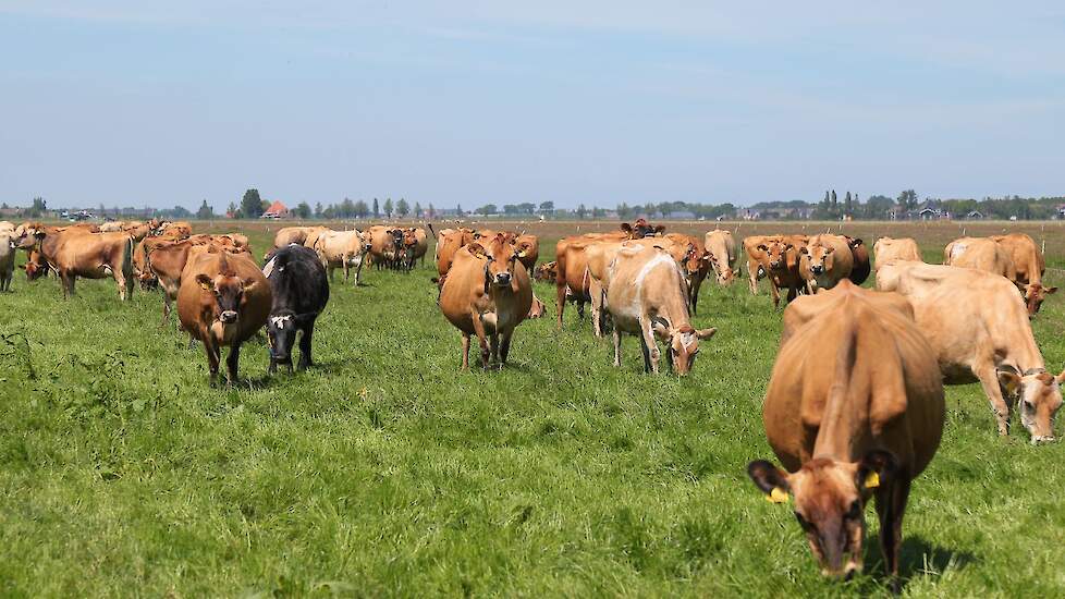 Melkvet is meer dan vet: hoe genetica en weidegang de samenstelling ...