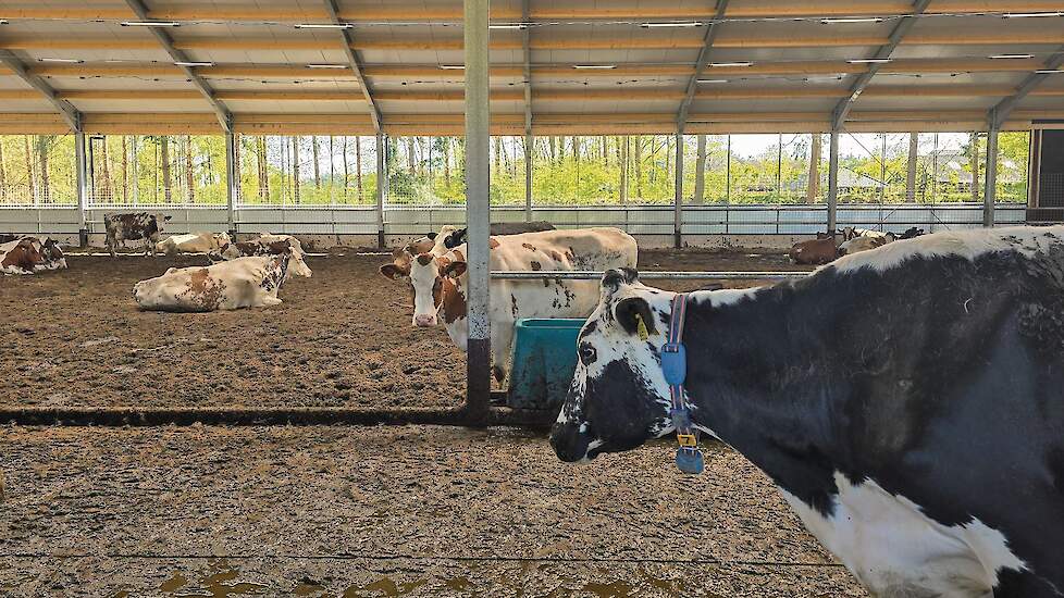 Melkveehouder Wesselink bouwt VrijLevenStal: ‘Zoveel mogelijk rust voor ...