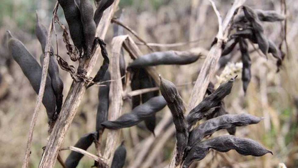 Veldboon rendabele eiwitvervanger | Melkvee.nl - Nieuws en kennis voor ...