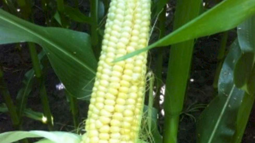 Topmaïs › ‘Maïs staat er erg best voor’ | Melkvee.nl - Nieuws en kennis ...