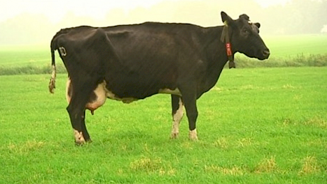 Oudste koe van Nederland gehuldigd | Melkvee.nl - Nieuws en kennis voor ...