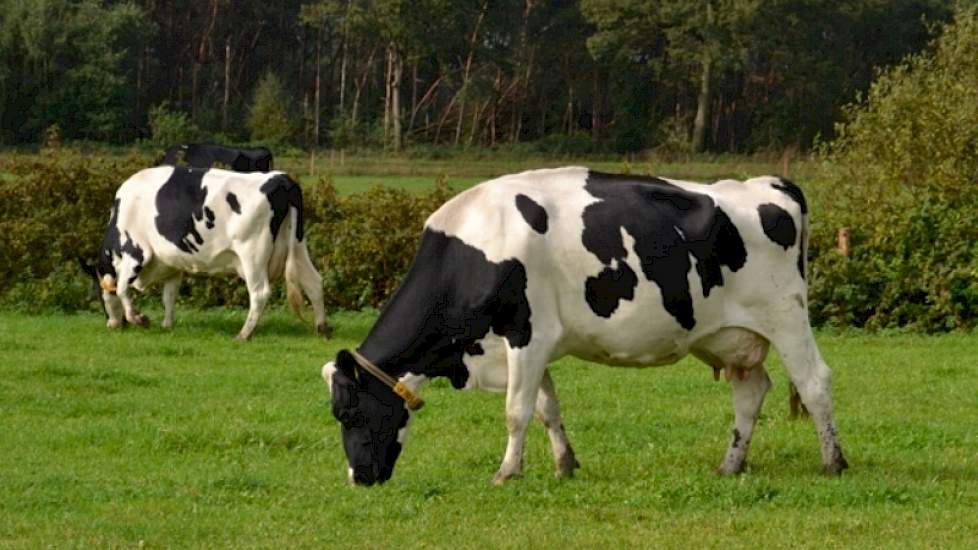 ‘Veearts investering, geen kostenpost’ | Melkvee.nl - Nieuws en kennis ...