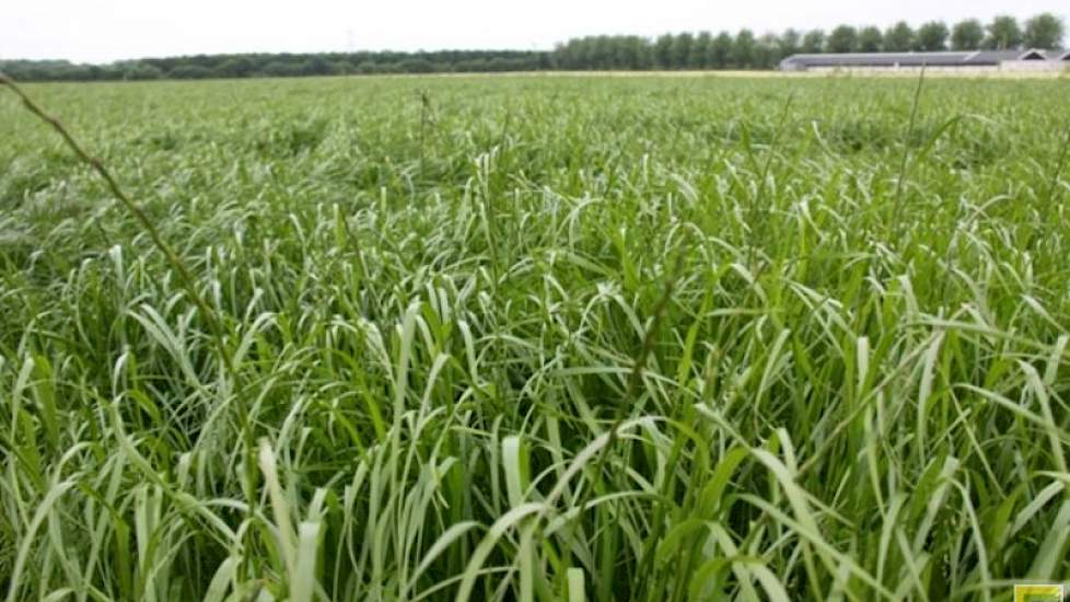 Acht nieuwe rassen Engels raaigras en vier Timothee | Melkvee.nl ...