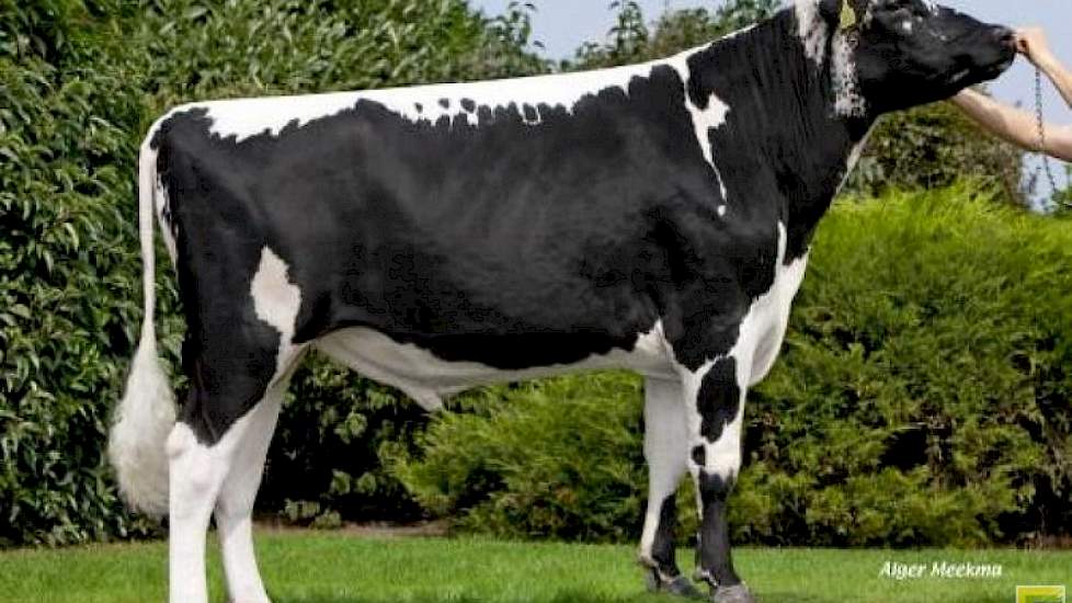 Witrik en hoornloze stier vullen dochtergroepen KI Samen aan | Melkvee ...