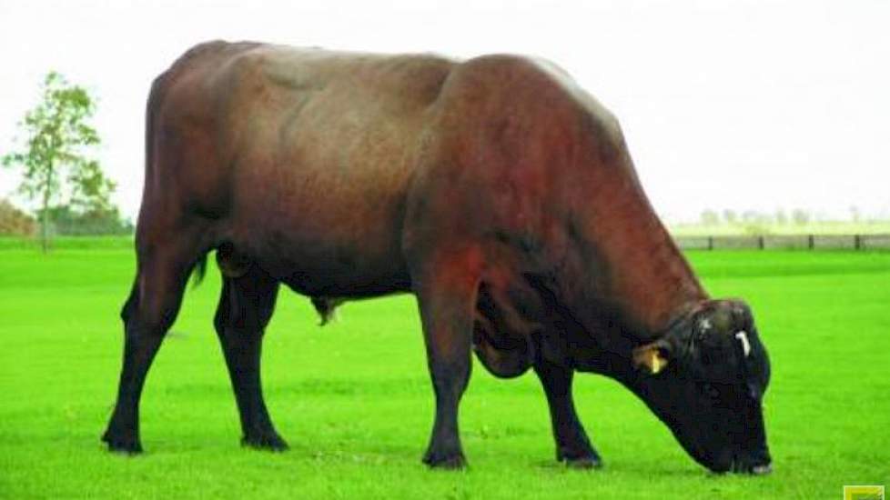 Deense rode stier R David absolute topper op basis van ...