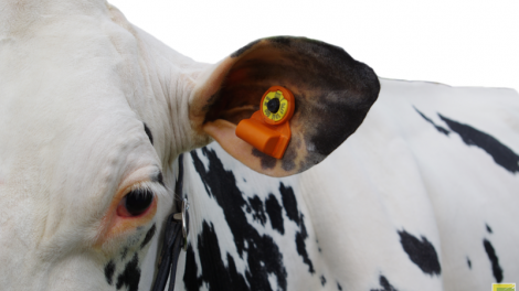 AgroVision › AgroVision officieel dealer CowManager Sensor | Melkvee.nl ...