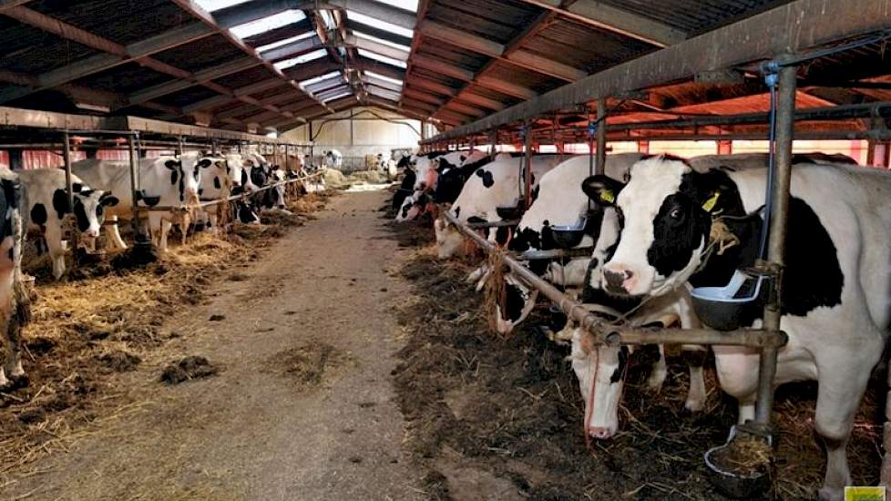 Melkveehouders staan massaal achter collega’s met grupstal | Melkvee.nl ...