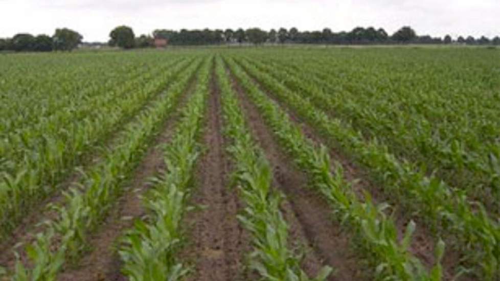 Hoe staat uw maïs erbij? | Melkvee.nl - Nieuws en kennis voor de ...