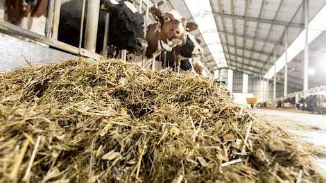 Limagrain › Een pens kan je maar één keer vullen | Melkvee.nl - Nieuws ...