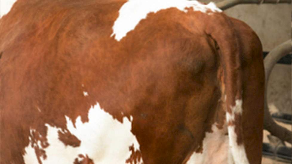 5 tips om vette koeien te voorkomen | Melkvee.nl - Nieuws en kennis ...