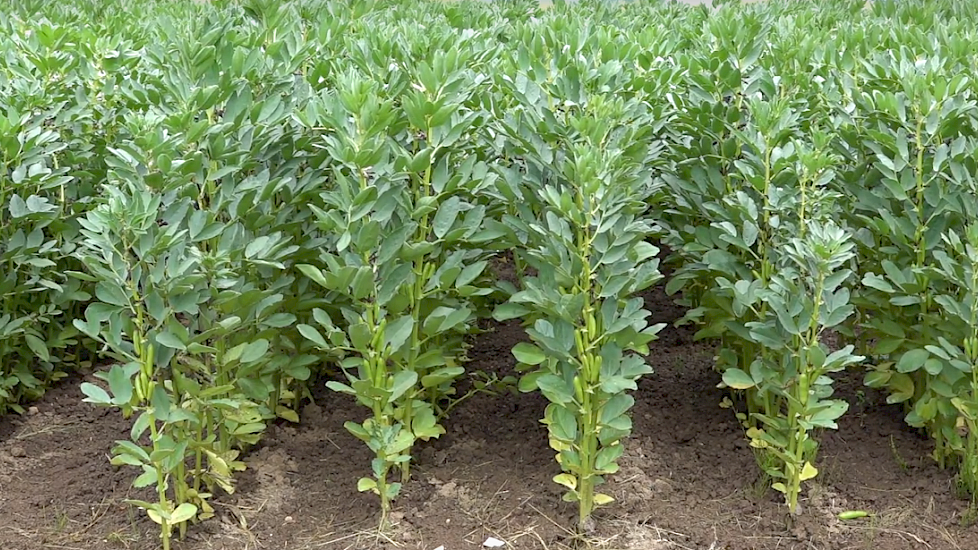 Video: Veldboon werkt aan opmars binnen melkveehouderij | Melkvee.nl ...